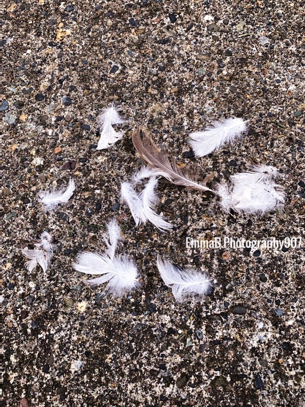 Raining Feathers – penniesonmypath